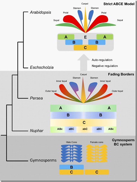 ¿Cómo evolucionaron las flores? ~ Expresión Genética